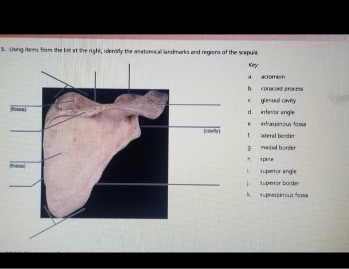 Solved 3. Using items from the list at the right, identify | Chegg.com