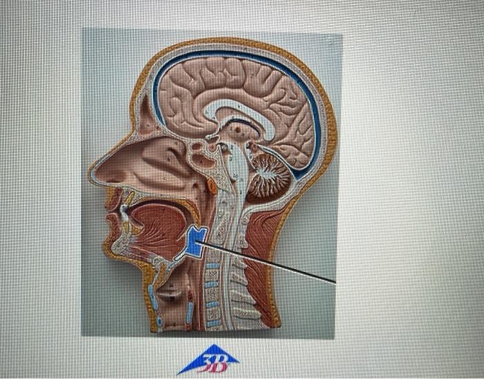 Solved U 30 O Opening of auditory tube О O Laryngopharynx | Chegg.com