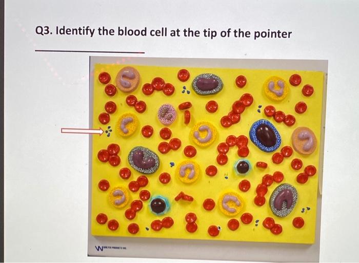Solved Q3. Identify the blood cell at the tip of the pointer | Chegg.com