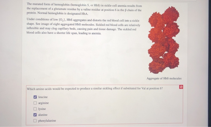 Solved The mutated form of hemoglobin (hemoglobin S, or HbS) | Chegg.com
