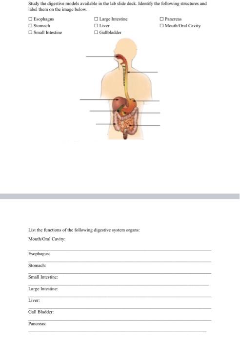 Solved Study the digestive models available in the lab slide | Chegg.com