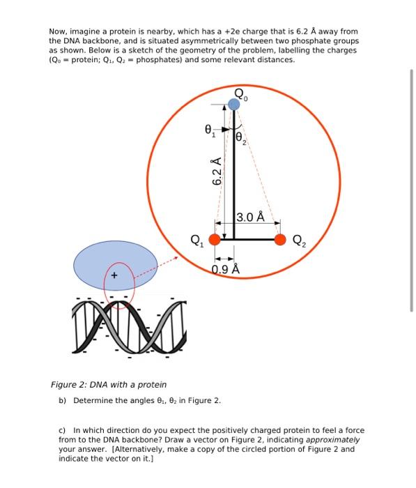 Solved The backbone of DNA is highly negatively charged. | Chegg.com