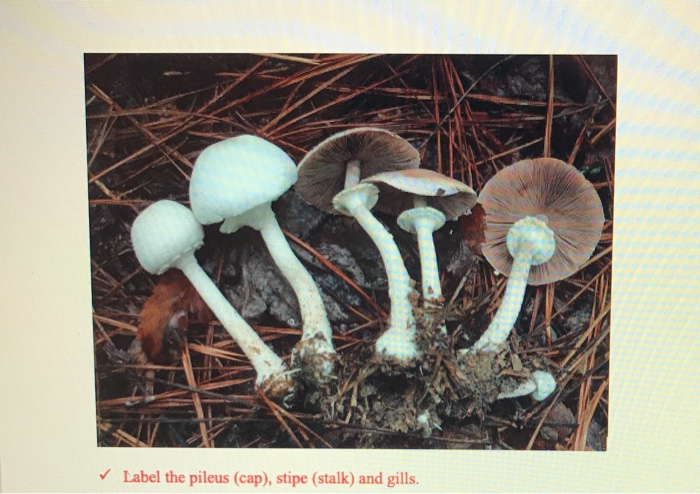 Solved آ Label the pileus (cap), stipe (stalk) and gills. | Chegg.com