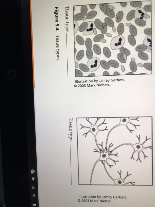 Solved Tissue type Figure 5.4 Tissue types. illustration by | Chegg.com