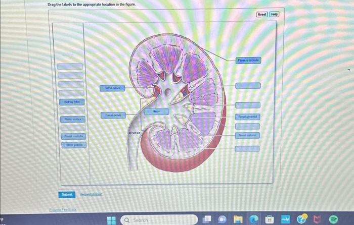 'F Drag the labels to the appropriate location in the | Chegg.com