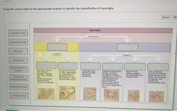 Solved Drag the correct label to the appropriate location to | Chegg.com