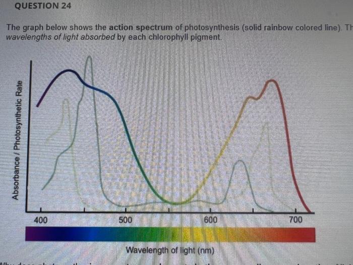 Solved The graph below shows the action spectrum of | Chegg.com