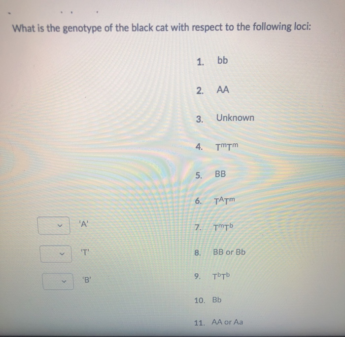 Solved What is the genotype of the black cat with respect to | Chegg.com