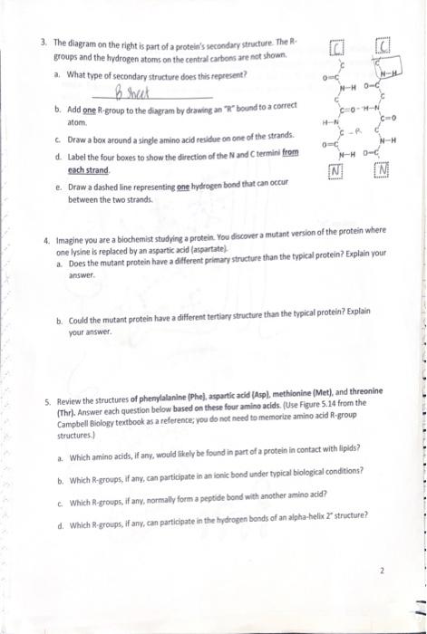 Solved 3. The diagram on the right is part of a protein's | Chegg.com
