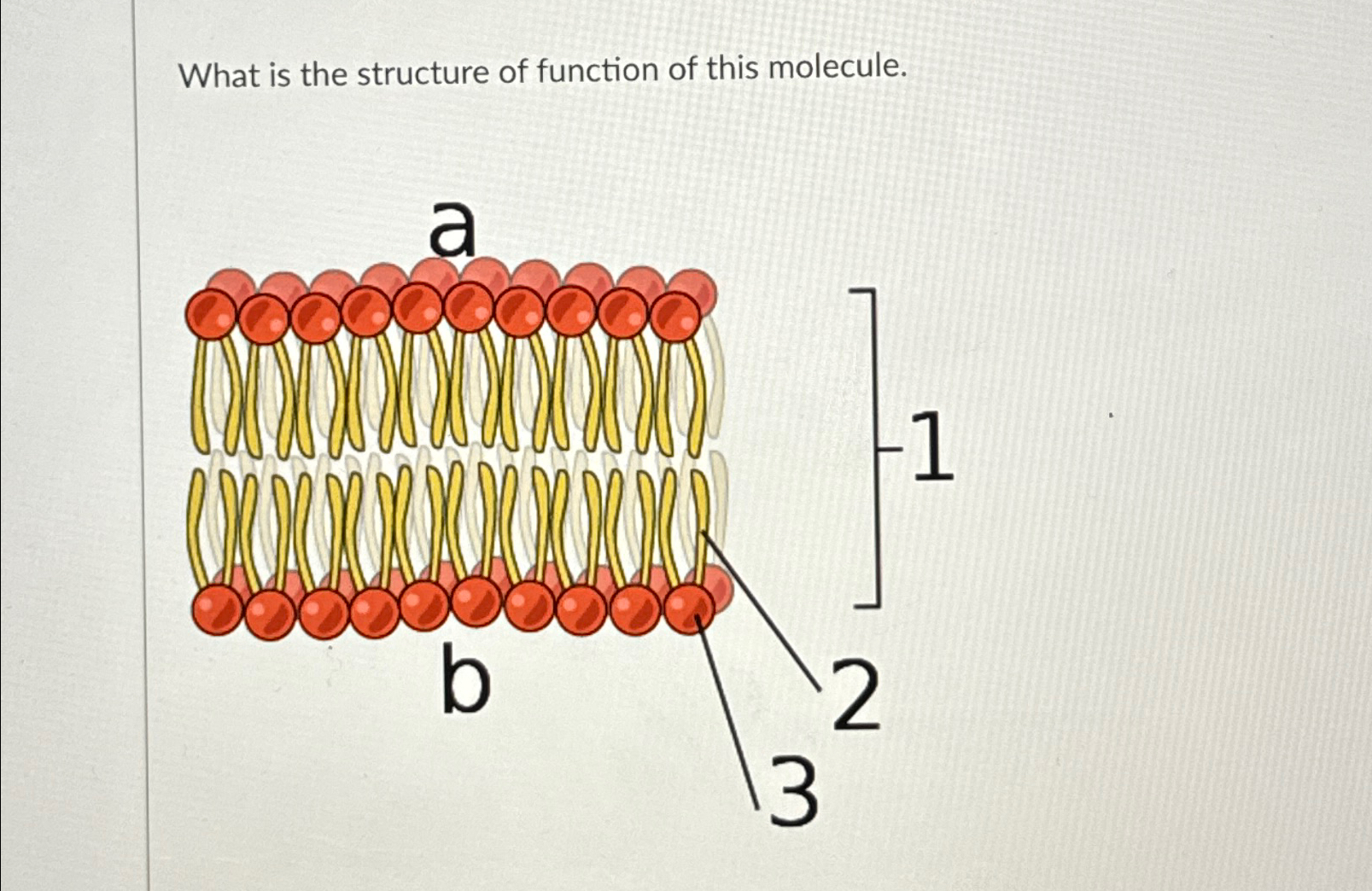 Solved What is the structure of function of this molecule. | Chegg.com