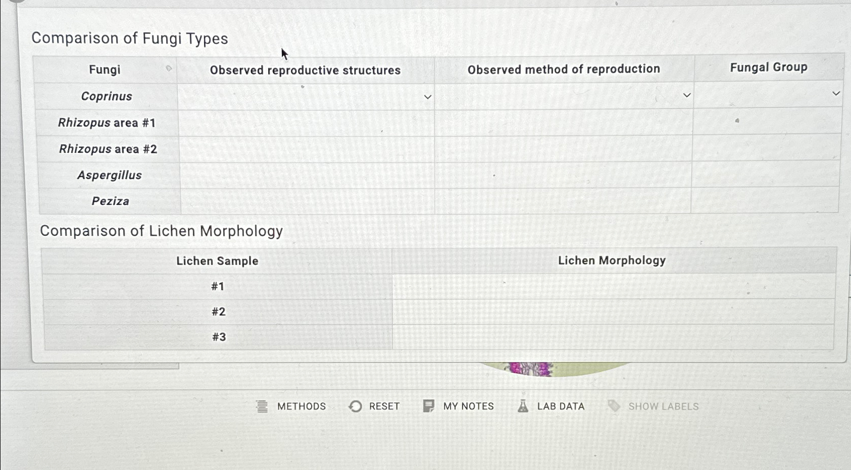 Solved Comparison of Fungi Types\table[[Fungi,Observed | Chegg.com