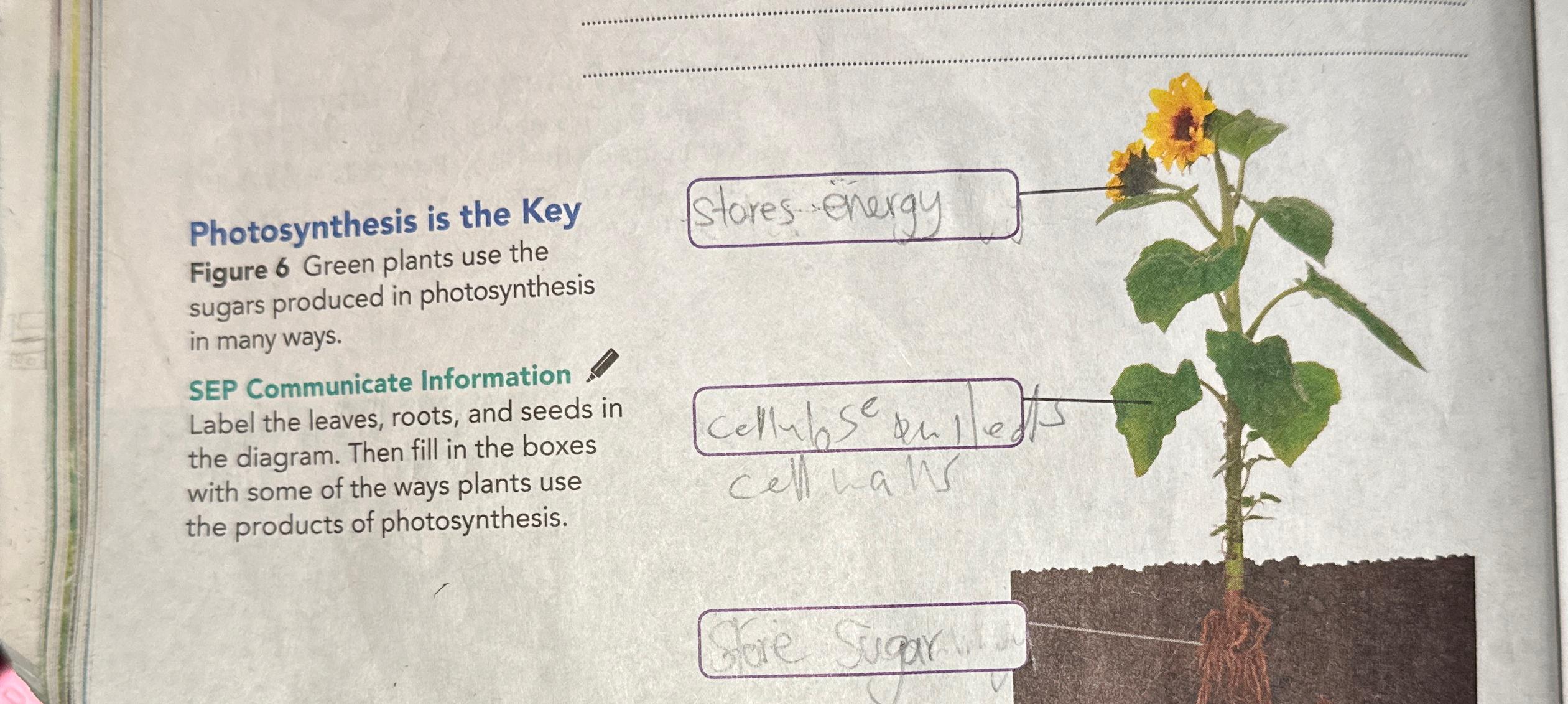 Solved Photosynthesis is the Key Figure 6 ﻿Green plants use | Chegg.com