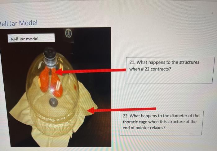 Solved Bell Jar Model Rell lar model 21. What happens to the | Chegg.com