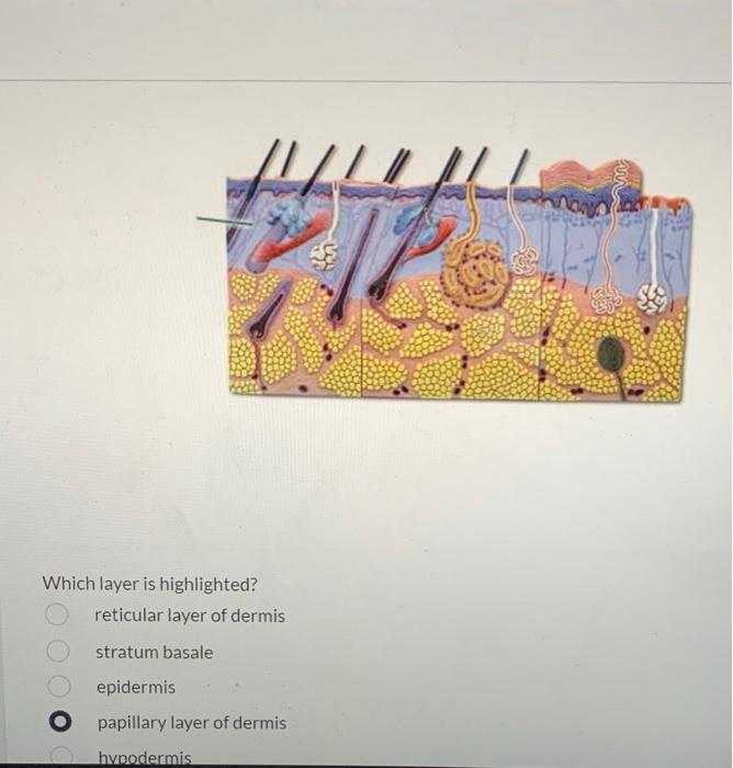 Papillary Layer And Reticular Layer Of Dermis