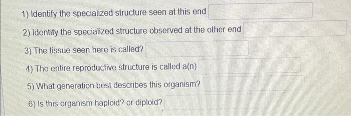 1) Identify the specialized structure seen at | Chegg.com