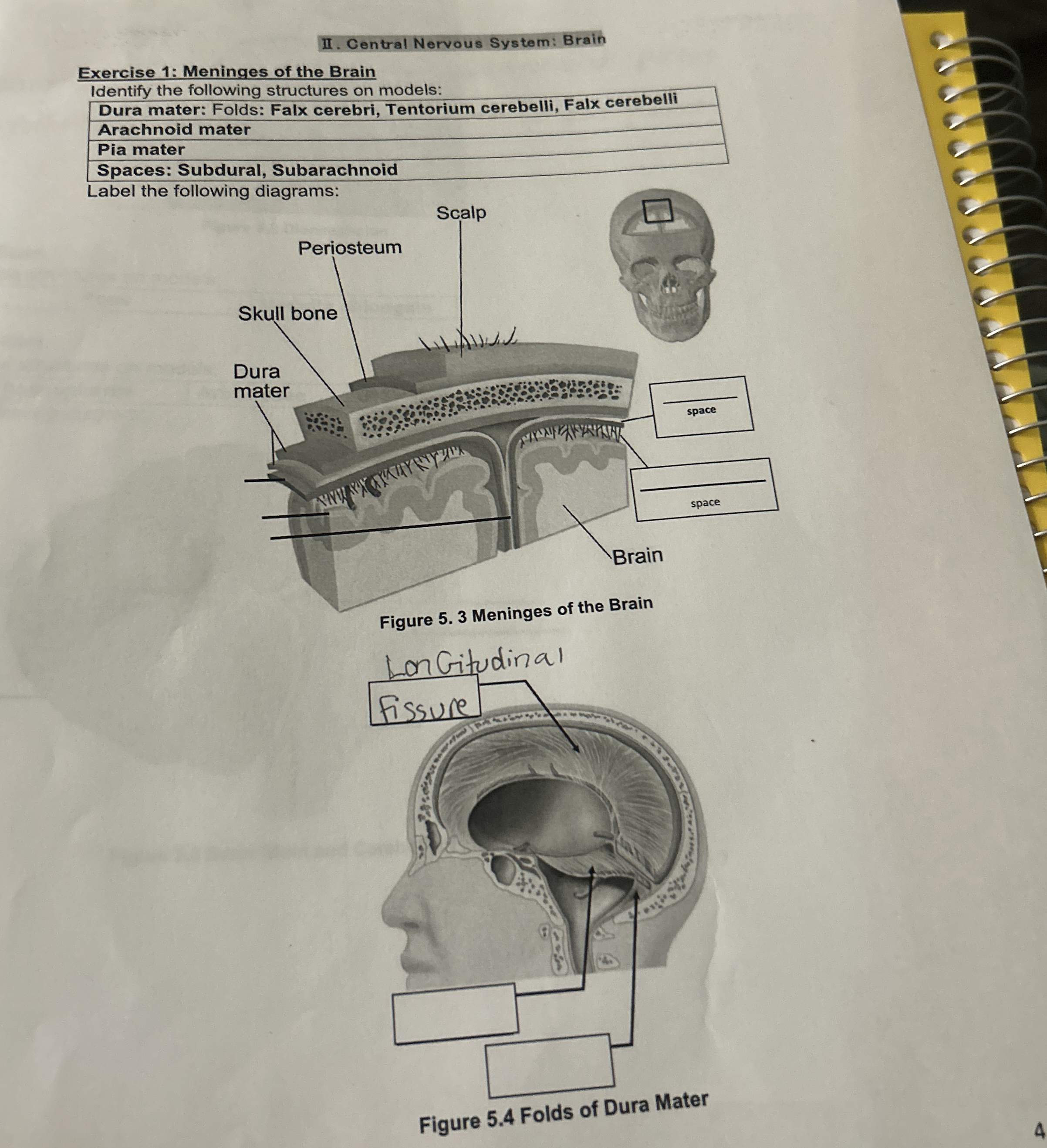 Solved II. ﻿Central Nervous System: BrainExercise 1: | Chegg.com