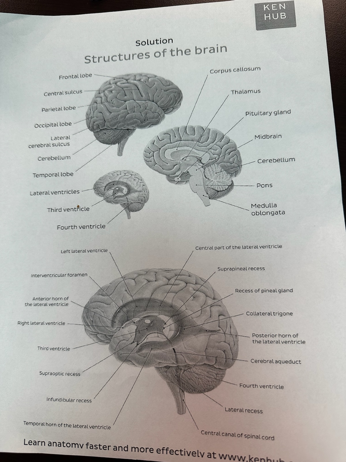 Solved Illustrate on your brain model, the brain regions | Chegg.com