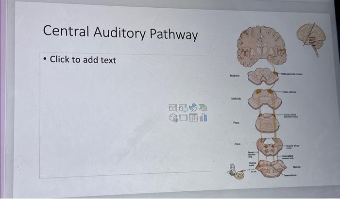 Solved "How Sound Travels Through Auditory System" | Chegg.com