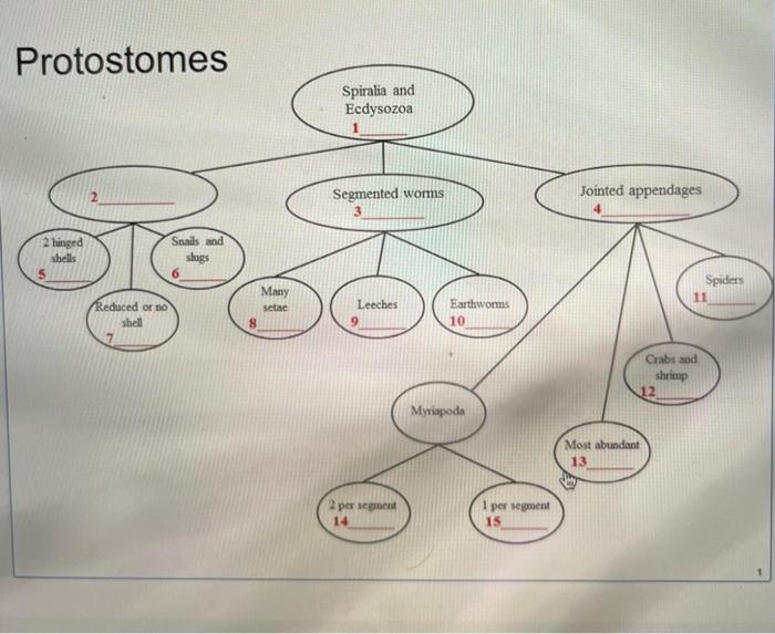 Solved Protostomes Protostomes Mollusca arthropoda Bivalvia | Chegg.com