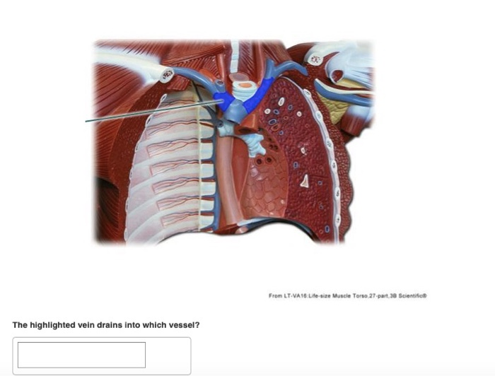 Solved From LT-VA 18 Life-size Muscle Torso 27 part 38 | Chegg.com