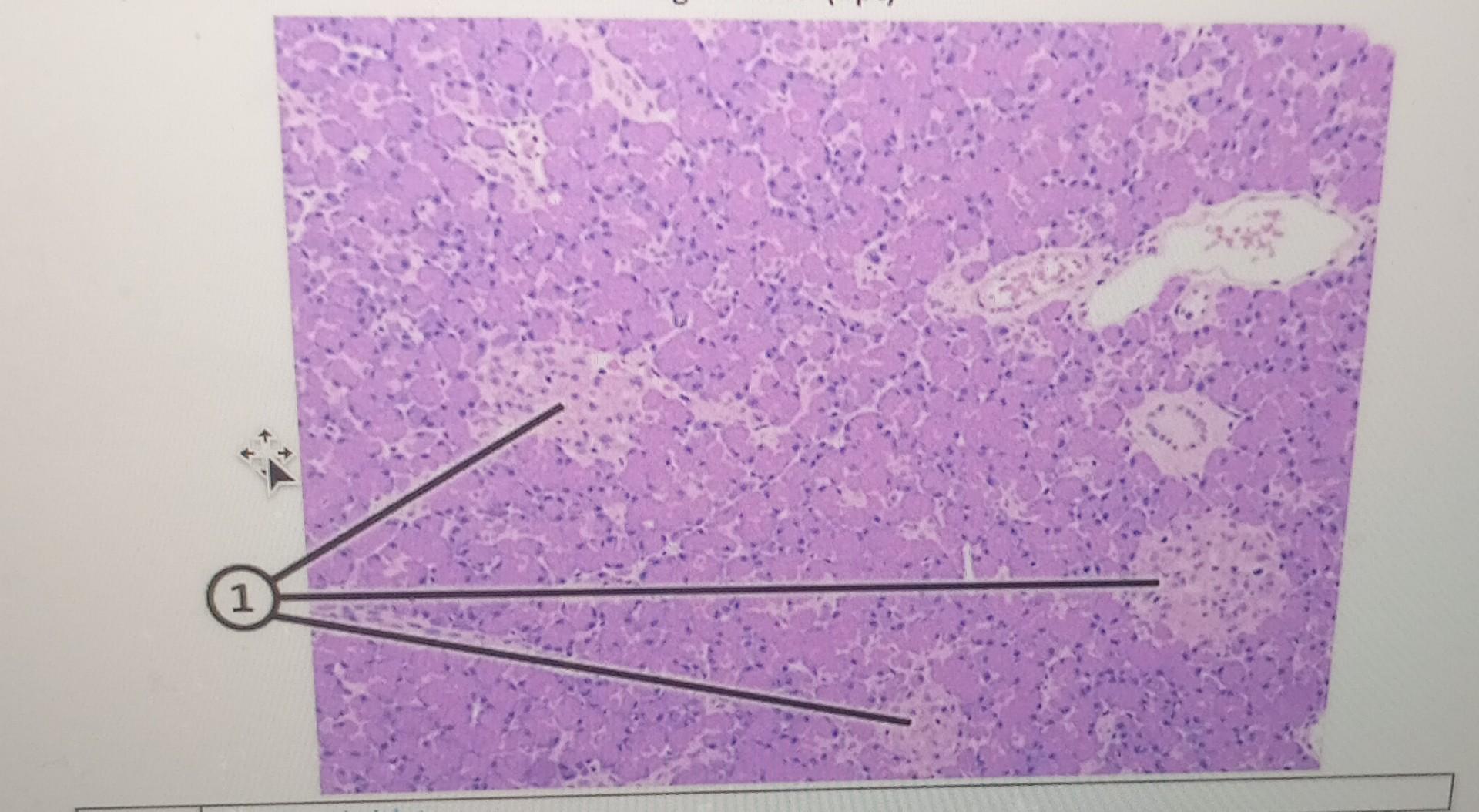 Solved identify the structure indicated in the image below | Chegg.com