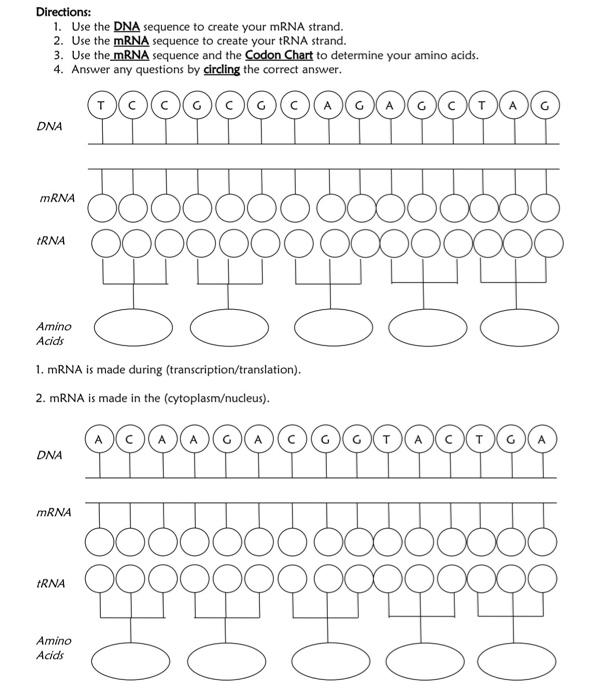 Solved Directions: 1. Use the DNA sequence to create your | Chegg.com