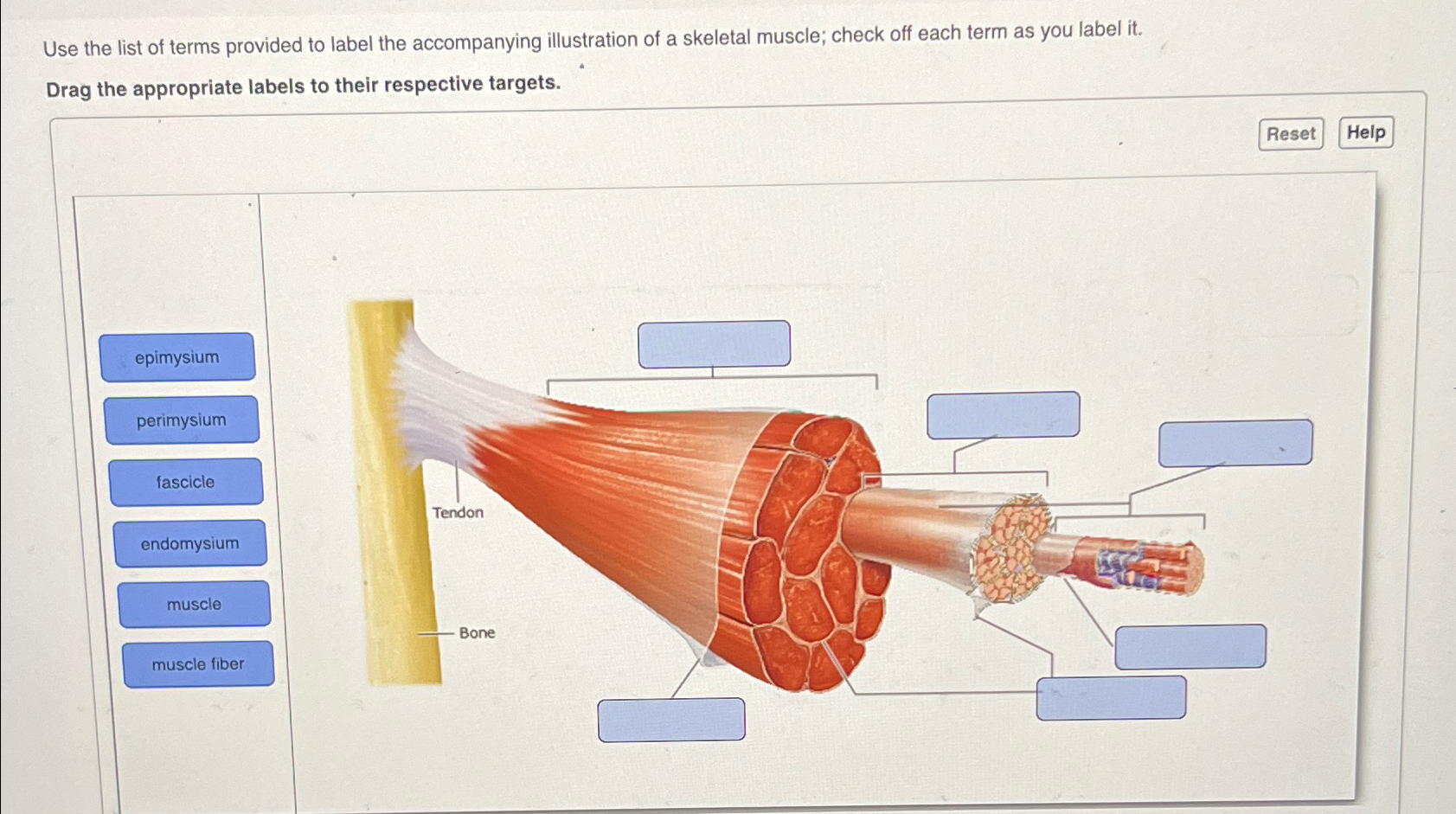 Use the list of terms provided to label the | Chegg.com