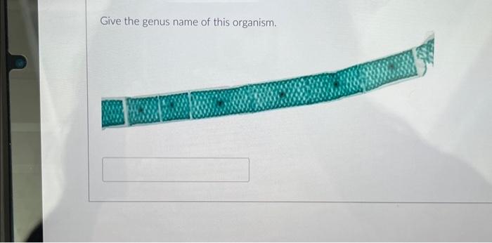 Solved Give the genus name of this organism. | Chegg.com