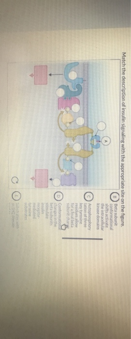Match the description of insulin signaling with the | Chegg.com