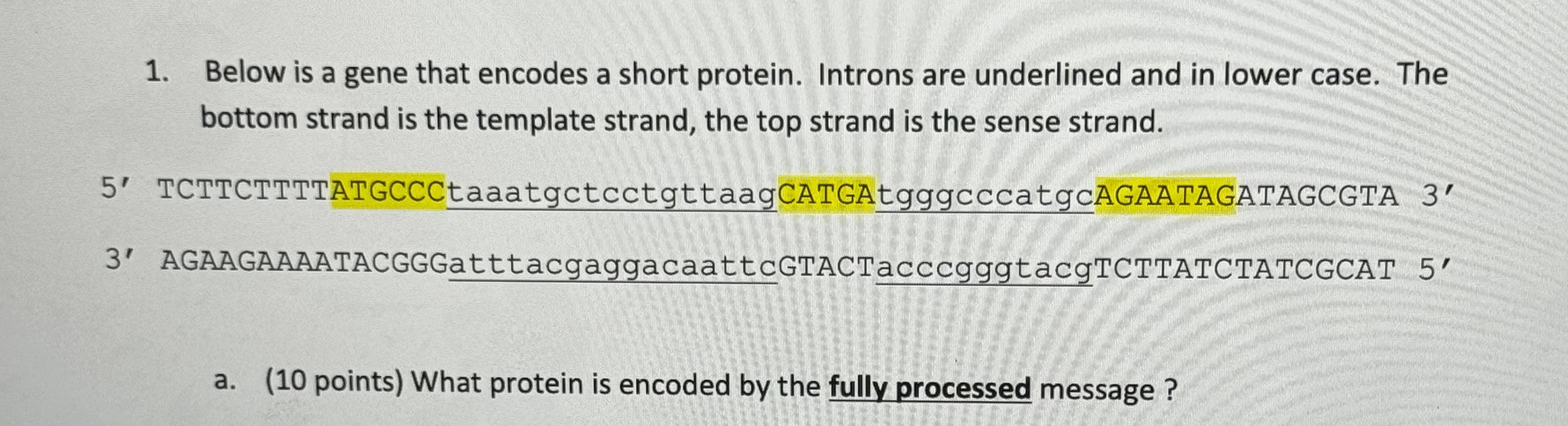 Solved Below is a gene that encodes a short protein. Introns | Chegg.com