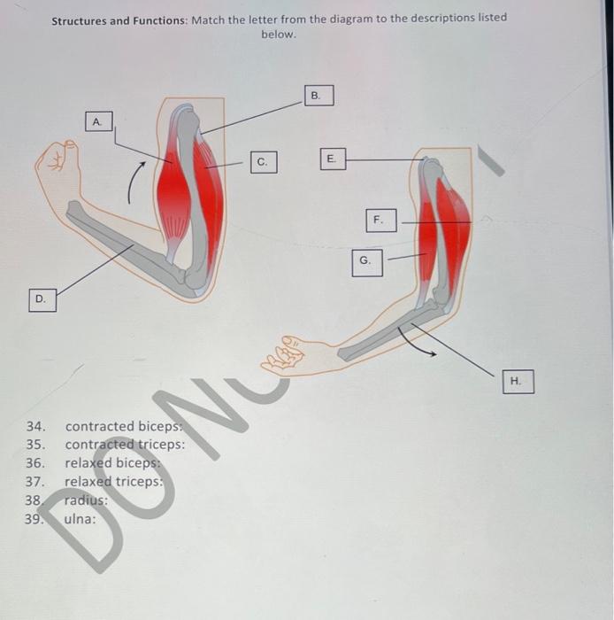 Solved Structures and Functions: Match the letter from the | Chegg.com