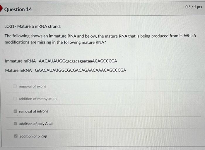Solved Lo28 Transcribe A Dna Strand Into Rna The Sequence