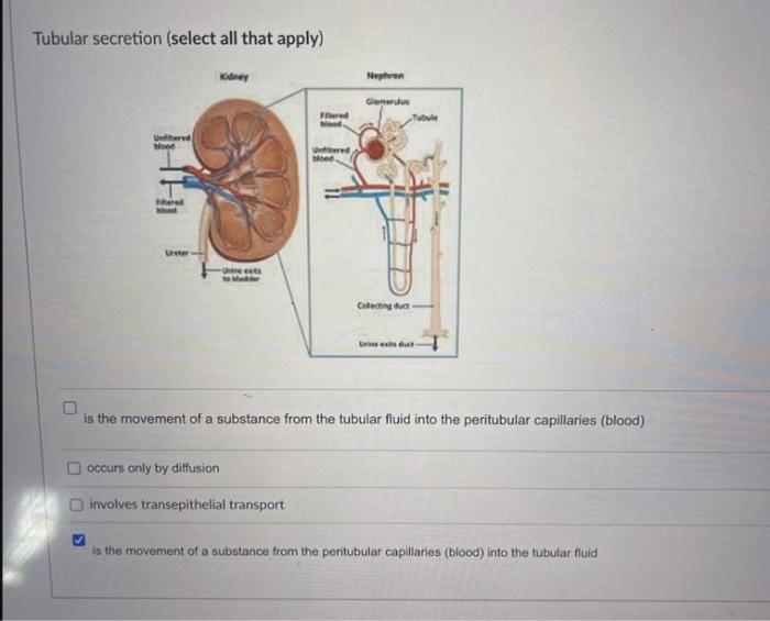 Solved Tubular secretion (select all that apply) is the | Chegg.com