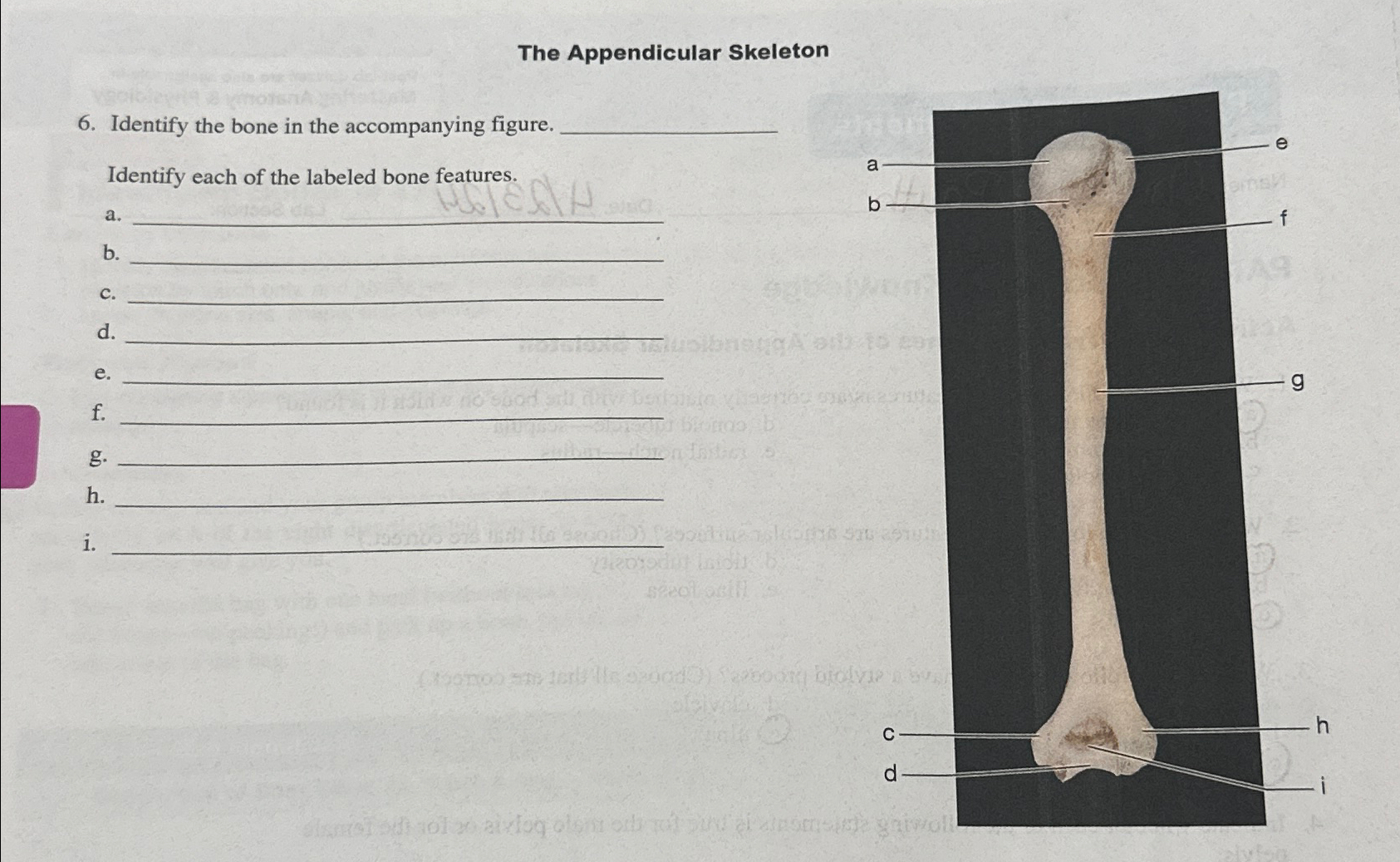 Solved The Appendicular Skeleton6. ﻿Identify the bone in the | Chegg.com