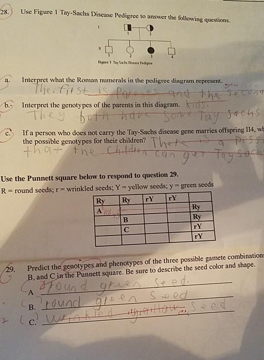 Solved 28. Use Figure 1 Tay-Sachs Disease Pedigree to answer | Chegg.com