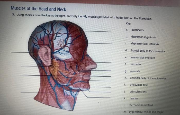 Solved Muscles of the Head and Neck 3. Using choices from | Chegg.com