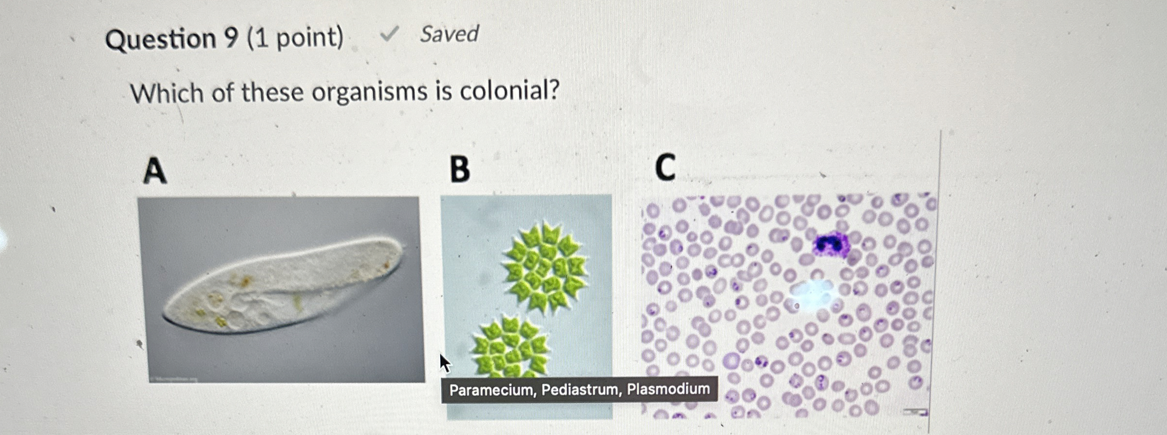 Solved Question 9 (1 ﻿point) ﻿SavedWhich of these organisms | Chegg.com