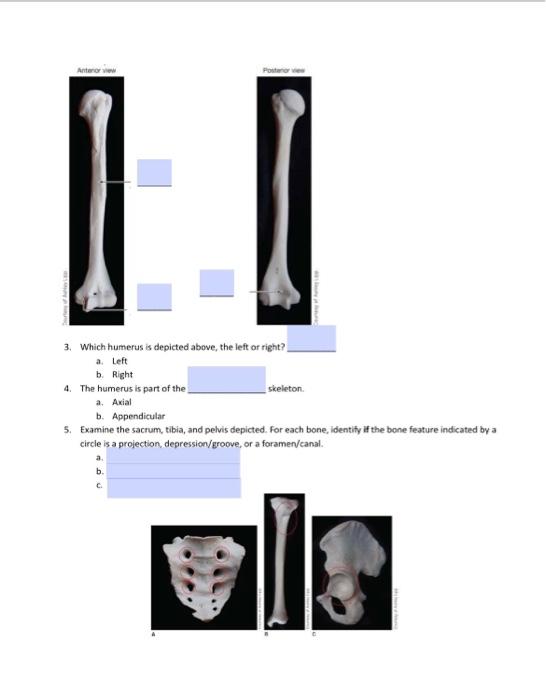 Solved Laboratory Exercise 2: Anatomy Name: Prior to | Chegg.com