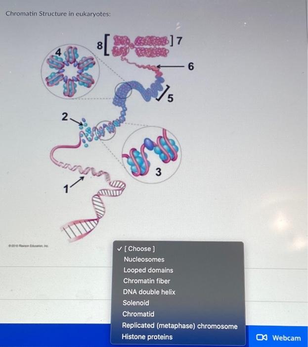 Solved Chromatin Structure in eukaryotes: | Chegg.com