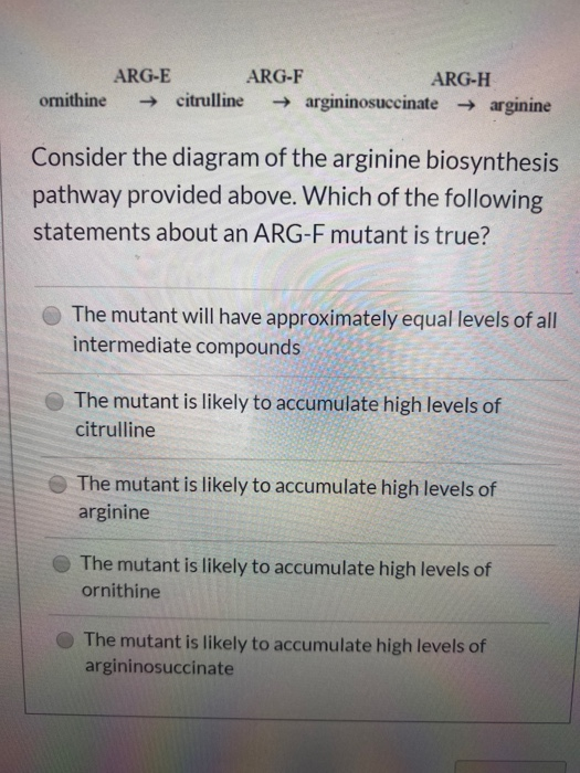 Solved ARG-E → omnithine ARG-F ARG-H citrulline | Chegg.com