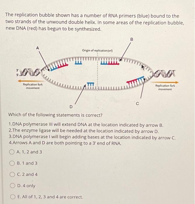 Solved The replication bubble shown has a number of RNA | Chegg.com