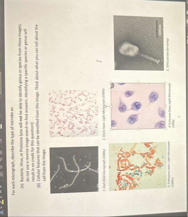 Solved For each micrograph, describe the type of microbe as: | Chegg.com