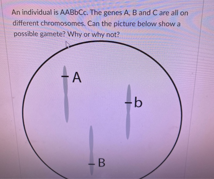 Solved An individual is AABbCc. The genes A, B and C are all | Chegg.com