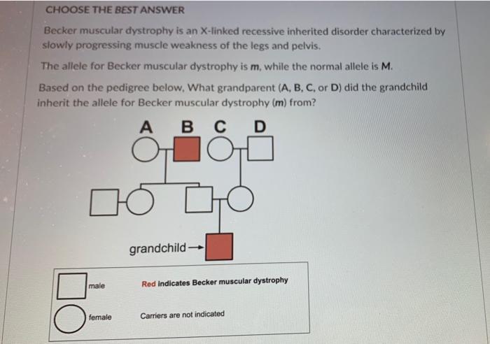 Solved CHOOSE THE BEST ANSWER Becker muscular dystrophy is | Chegg.com