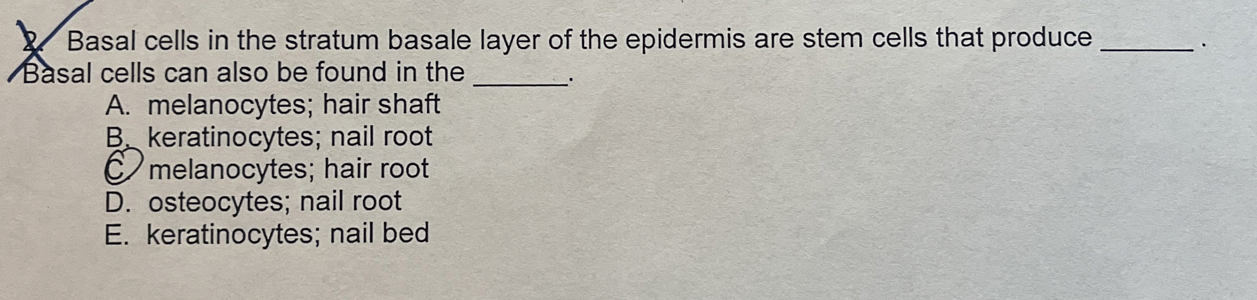 Solved Basal cells in the stratum basale layer of the | Chegg.com