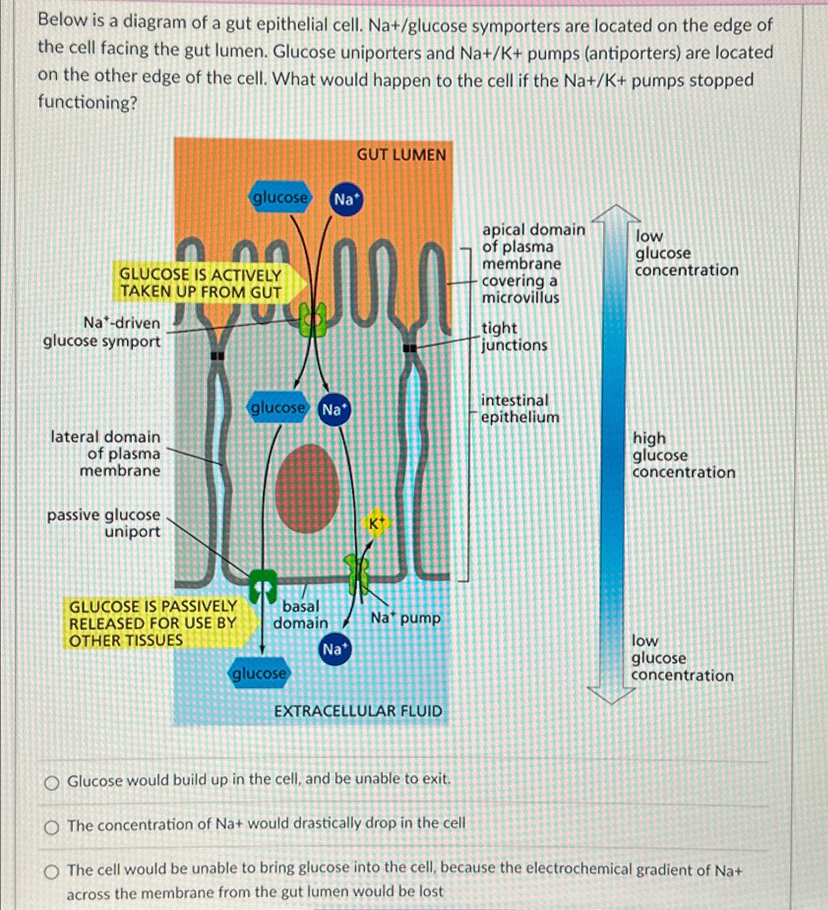 Solved Below is a diagram of a gut epithelial cell. Na+? | Chegg.com