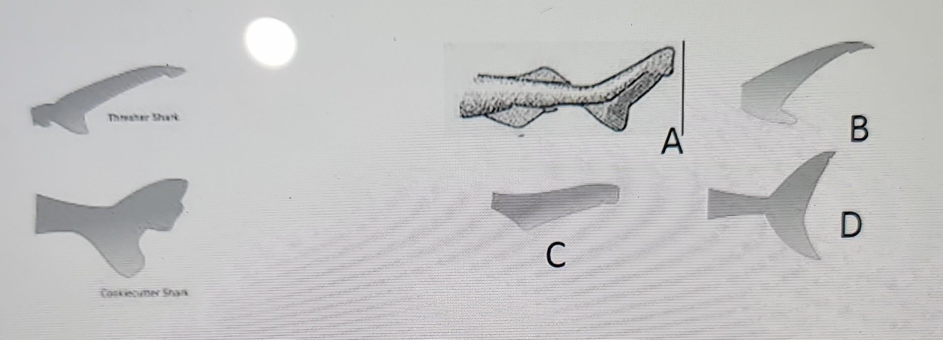 Solved 1) Below there are several shapes of tail fins and | Chegg.com
