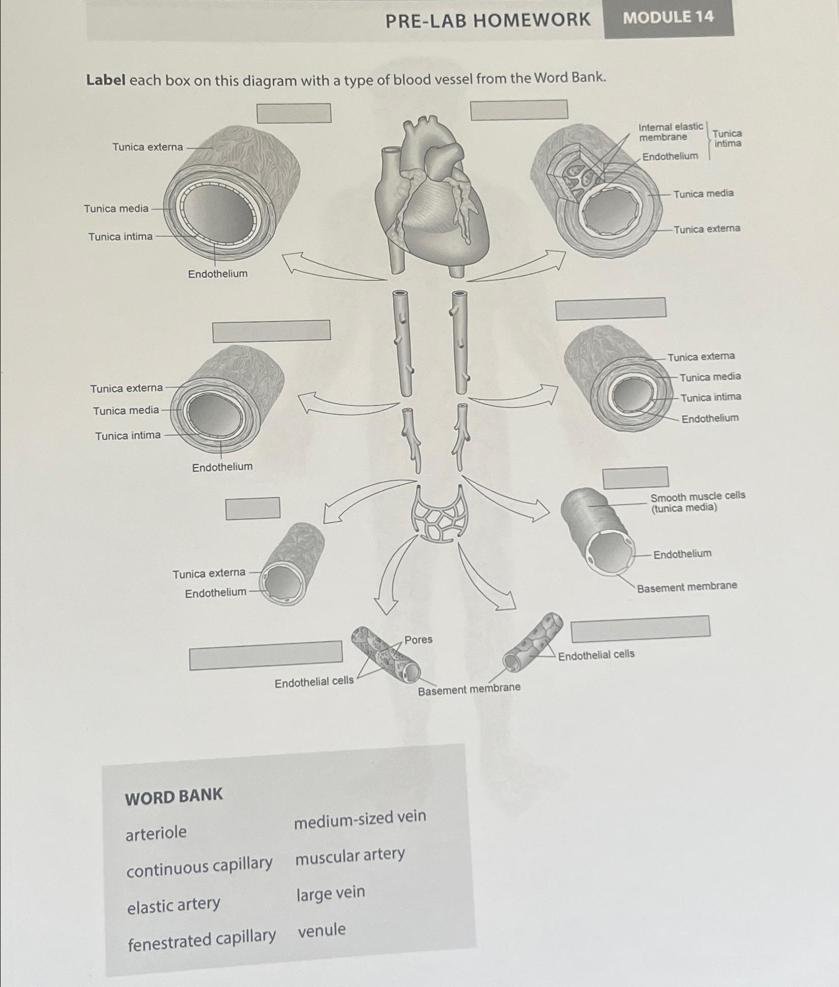 Solved PRE-LAB HOMEWORKLabel each box on this diagram with a | Chegg.com