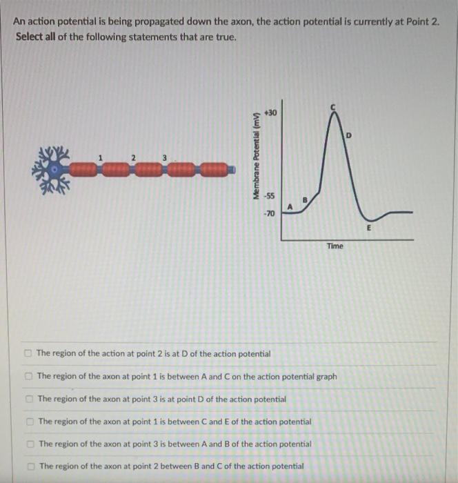 Solved An action potential is being propagated down the | Chegg.com