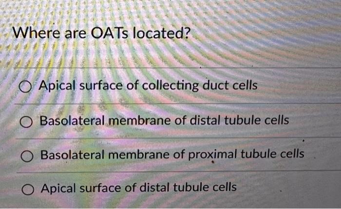 Solved Where are OATs located? Apical surface of collecting | Chegg.com